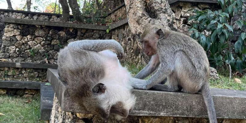 Bali: Customise your Bali Tour with Driver-Guide - FAQ