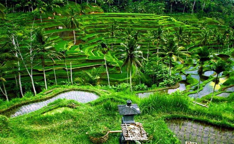 Bali : Customised Private Tour with Car Charter - Why This Tour Offers Real Value