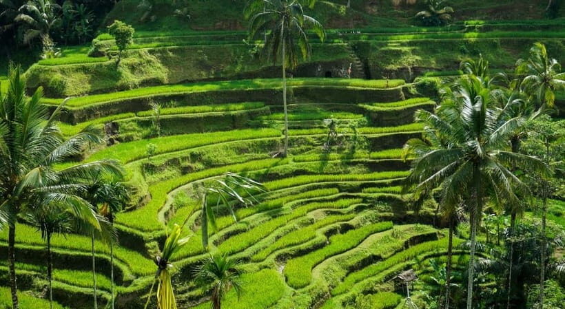 Bali: Customised Ubud Tour with Profesional Tour Guide - Who Should Book This Tour?