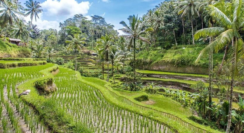 Bali: Customised Ubud Tour with Profesional Tour Guide - The Sum Up