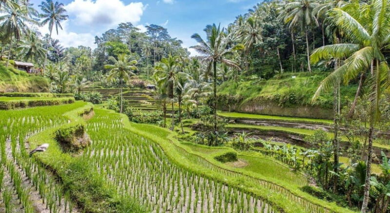 Bali: Customised Ubud Tour with Profesional Tour Guide - The Value of This Tour