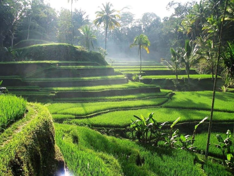 Bali: Customizable Day Tour - Key Points