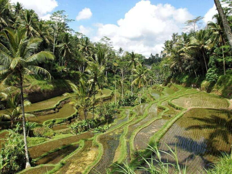 Bali: Customizable Tour with Local Guide - Key Points