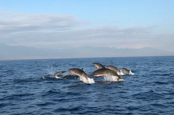 Bali Dolphin Lovina tour and Ulundanu Beratan - Key Points