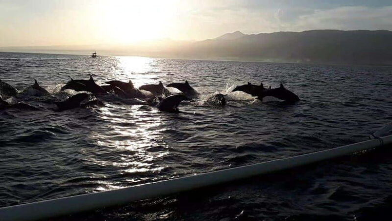 Bali dolphin, swim & snorkeling in Lovina Bali - Key Points