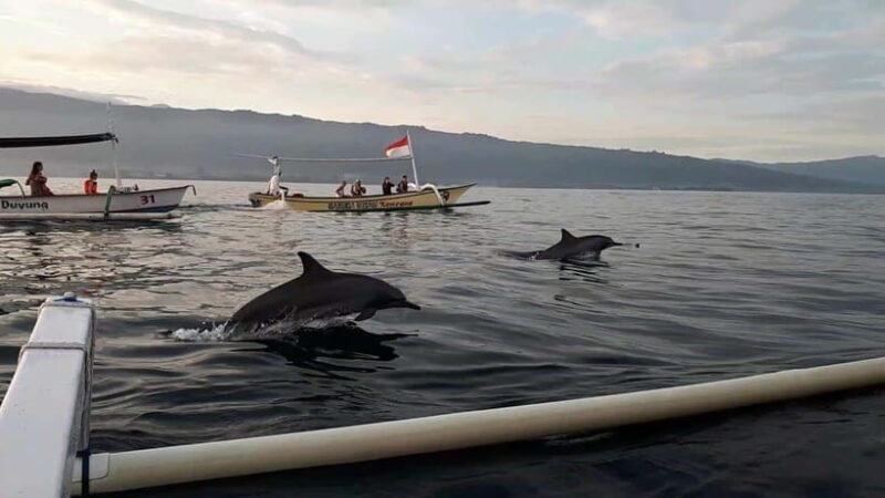 Bali dolphin, swim & snorkeling in Lovina Bali - Final Thoughts