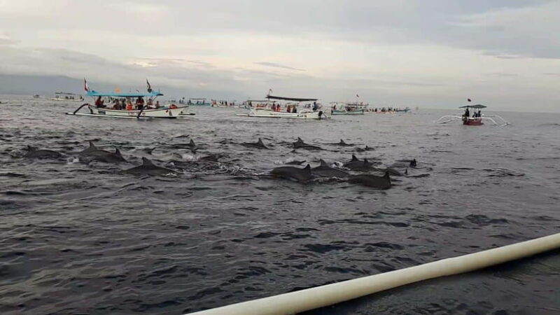 Bali Dolphin tour and sunrise in Lovina - Who Will Love This Tour?