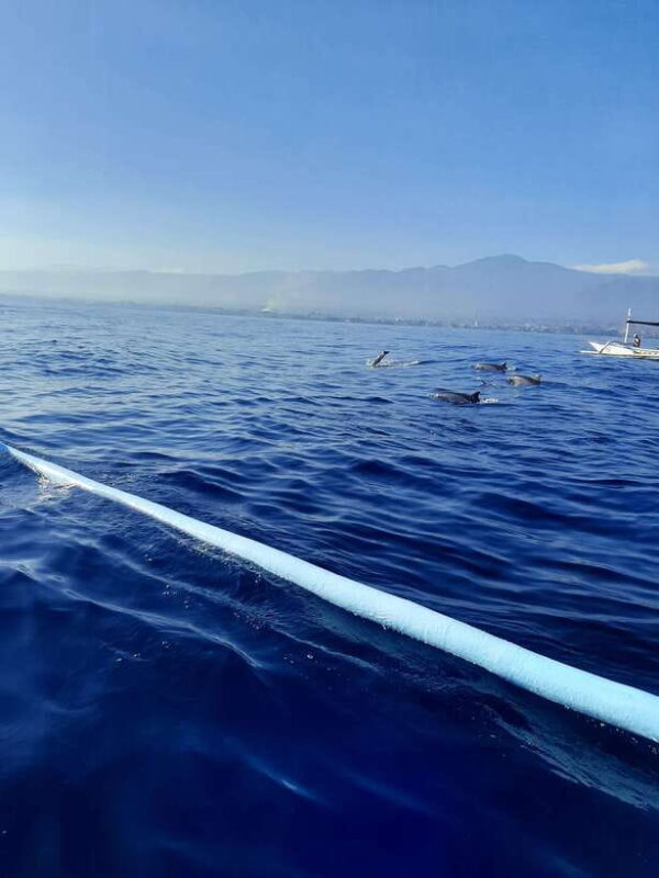 Bali Dolphin tour and sunrise in Lovina - The Sum Up