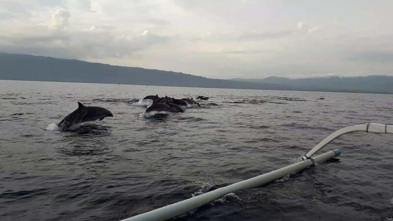 Bali Dolphin tour and sunrise in Lovina - FAQ