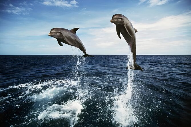 Bali Dolphin Watching Sunrise Tour in Lovina Beach - Detailed Itinerary Breakdown