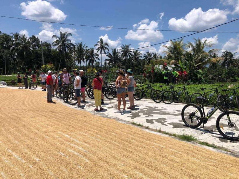 Bali: Downhilll Cycling, Marigold Farm, Rice Field & Temple - Bali: Downhill Cycling, Marigold Farm, Rice Field & Temple – A Detailed Review