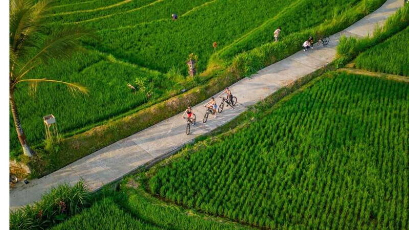 Bali: Downhilll Cycling, Marigold Farm, Rice Field & Temple - Worthwhile Aspects and Considerations