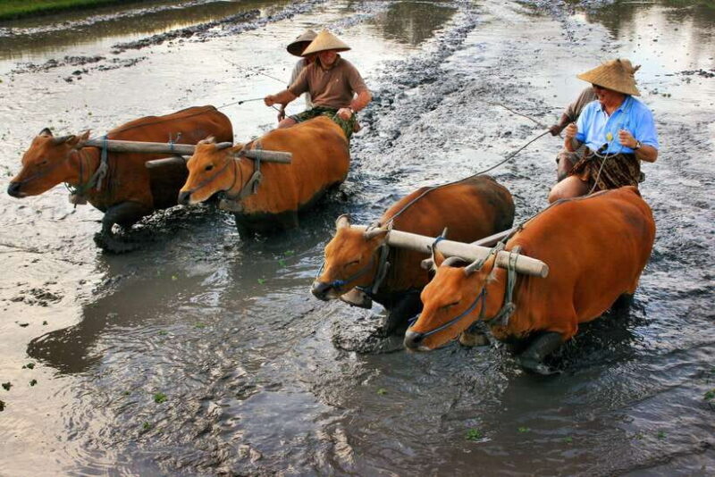 Bali: Experience Authentic Balinese Life Private Tour - Practical Tips and Considerations