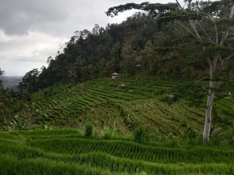 Bali: Explore culture and Trekking Beauty in Nongan Village - Key Points