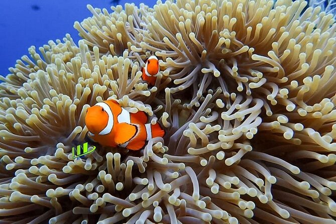 Bali Full Day Experience Scuba Diving Tour at Tulamben - Final Thoughts