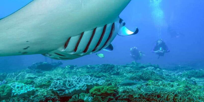 Bali: Full-Day Snorkeling Trip to Nusa Penida & Manta Point - Key Points