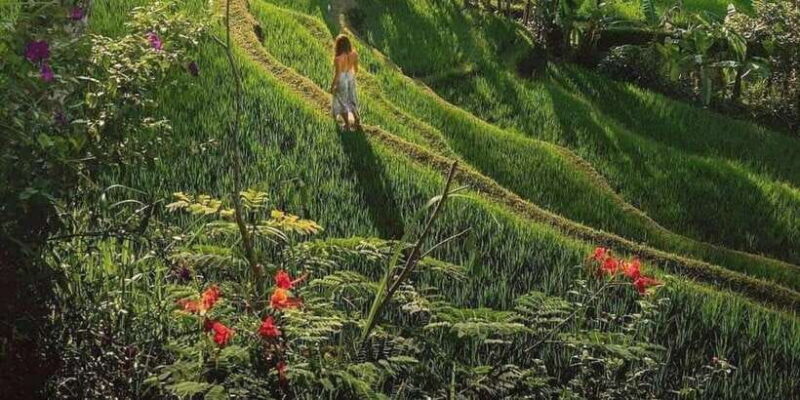 Bali : Highlight of Ubud Culture, Temple and Batur Volcano - What to Expect on This Tour