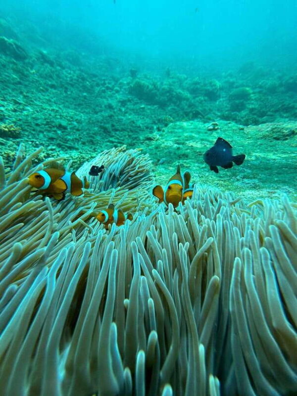 Bali: Highlights Blue Lagoon Snorkeling Tour in Padang Bai - The Itinerary Breakdown: What You Can Expect
