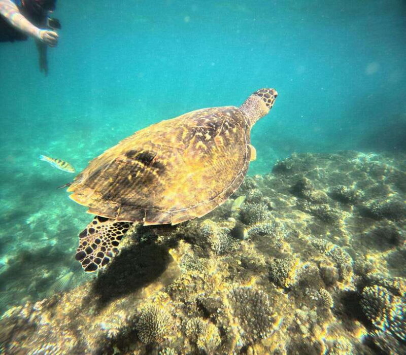 Bali: Highlights Blue Lagoon Snorkeling Tour in Padang Bai - What’s Included and What’s Not