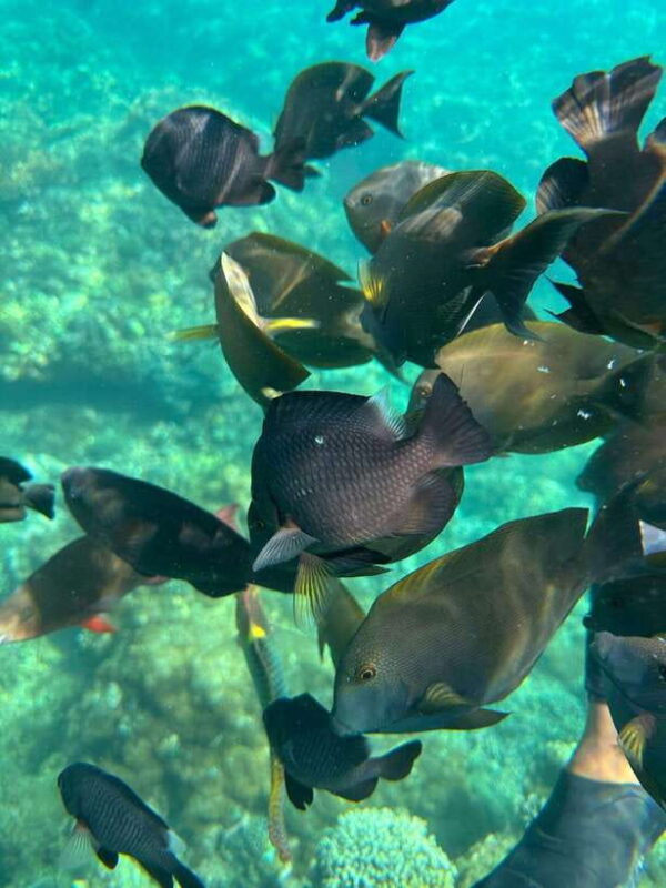 Bali: Highlights Blue Lagoon Snorkeling Tour in Padang Bai - How the Experience Plays Out in Real Life