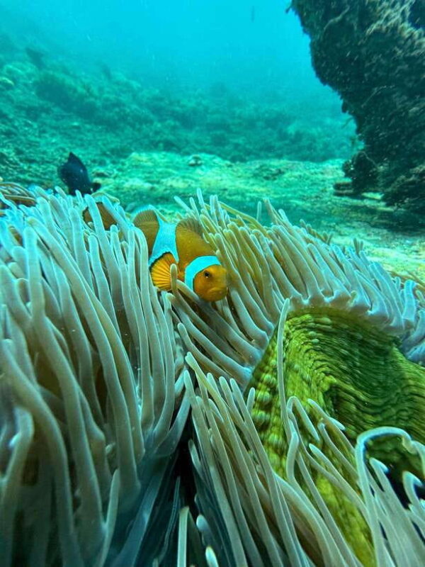 Bali: Highlights Blue Lagoon Snorkeling Tour in Padang Bai - FAQs
