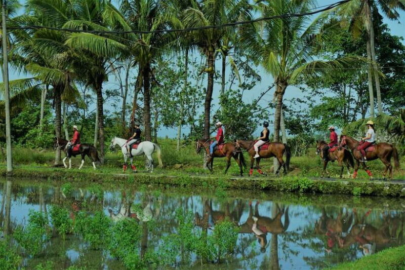 Bali: Horse Riding on Pigstone Beach and in the Rice Fields - Who Should Book This Tour?