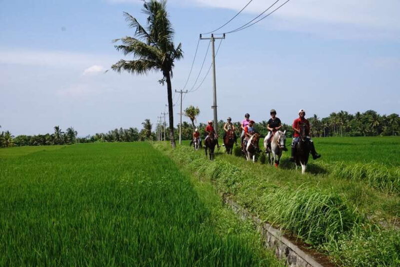 Bali: Horse Riding on Pigstone Beach and in the Rice Fields - FAQ
