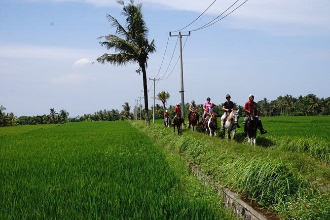 Bali Horse Riding on the Ricefields & Beach - Key Points