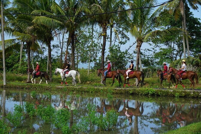 Bali Horse Riding on the Ricefields & Beach - An In-Depth Look at the Bali Horse Riding Experience