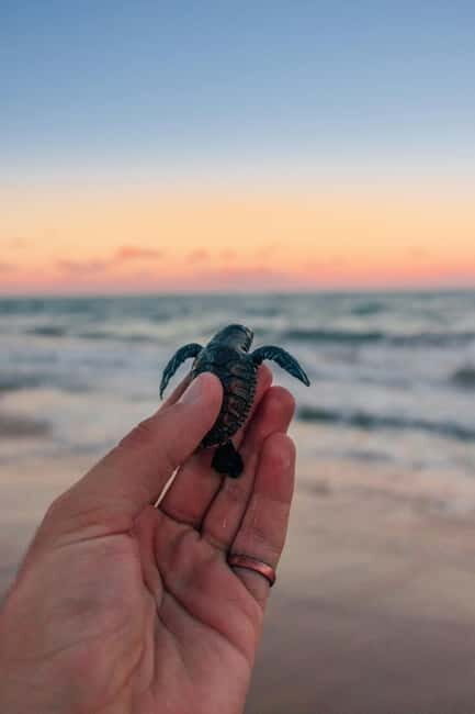 Bali: Horse Riding & Turtle Release Experience at Saba Beach - An Authentic Bali Experience: Riding Along Saba Beach