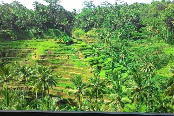 Bali in 1-Day : Rice Terrace, Volcano, Tanah lot - All Inclusive - The Sum Up