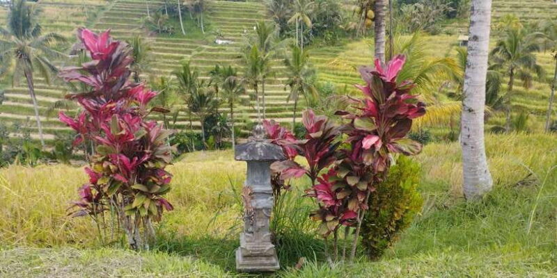 Bali: Jatiluwih Full-Day E-Bike and Trekking Tour - What’s Included and What You Need to Know