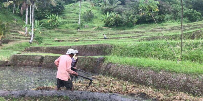 Bali: Jatiluwih Full-Day E-Bike and Trekking Tour - Who Should Consider This Tour?