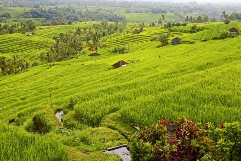 Bali: Jatiluwih Rice Terraces 1 Hour Electric Bike Tour - The Route: What Makes It Special