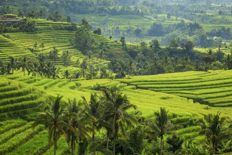 Bali: Jatiluwih Rice Terraces 1 Hour Electric Bike Tour - What to Expect During Your Ride