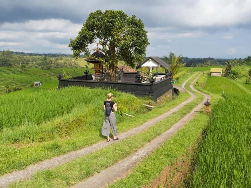 Bali: Jatiluwih Rice Terraces, Sangeh Forest & Coffee Tour - Transport, Timing, and Practicalities