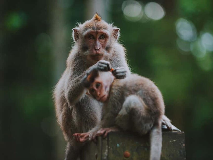Bali: Jatiluwih Rice Terraces, Sangeh Forest & Coffee Tour - Who Will Love This Tour?