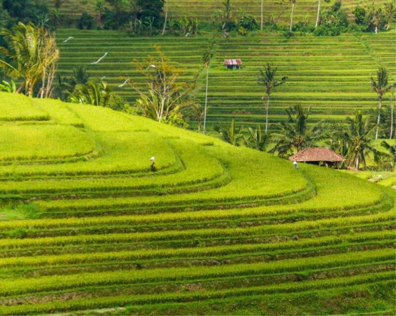 Bali: Jatiluwih, Ulun Danu Beratan, Handara, and Leke Leke - Key Points