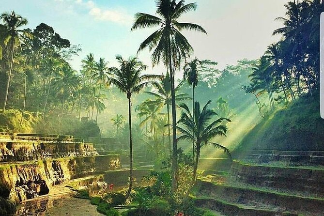 Bali Jungle Swing & Ubud Tour - Who This Tour Is Perfect For