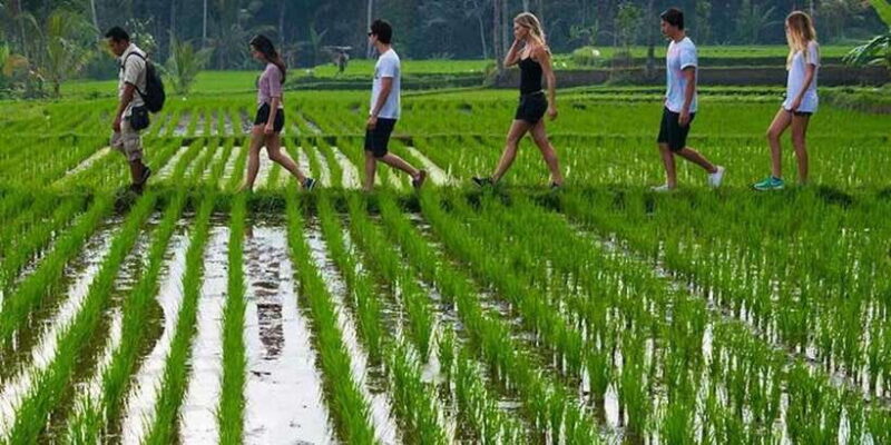 Bali: Jungle Trek and River Rafting with Lunch - Practical Tips for Travelers