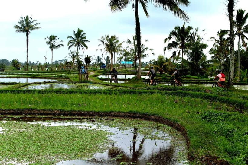 Bali: Kintamani Downhill Bike Tour, Jungle and Waterfalls - FAQ