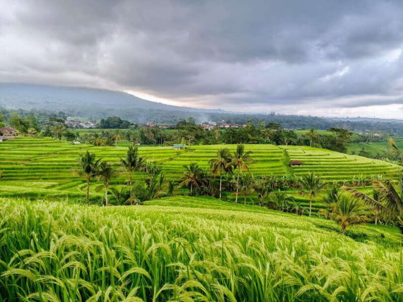 Bali: Lake Temple, Jatiluwih Rice Terrace & Waterfall Tour - Key Points