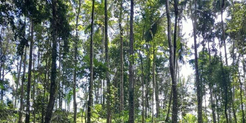 Bali: Legung Luwih Tabanan Village Activities - Why This Tour is a Great Choice