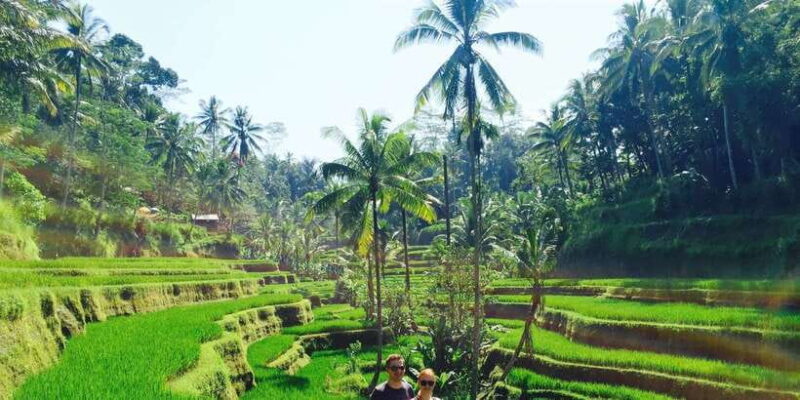 Bali: Leke-Leke Waterfall, Monkey Forest & Jungle Swing Tour - From the Reviews: What Travelers Love and What They’d Improve