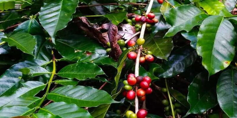 Bali: Lempuyang Temple Day Tour - Gate of Heaven - Key Points