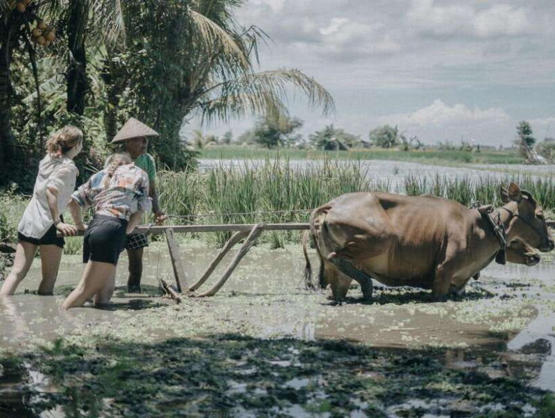 Bali: Local Village and School Tour with Lunch - Bali: Local Village and School Tour with Lunch — An In-Depth Review