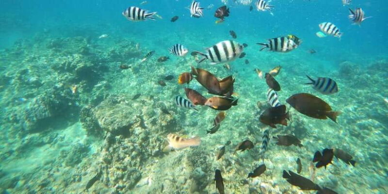 Bali: Lovina dolphin adventure with breakfast and snorkling. - Who Should Consider This Tour?