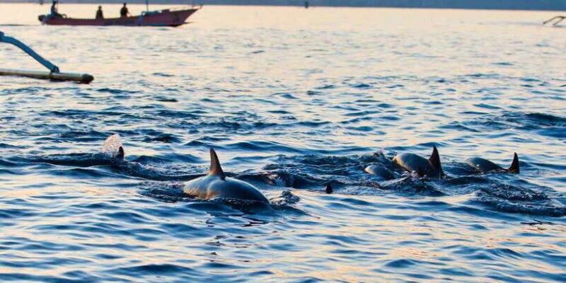 Bali: Lovina dolphin adventure with breakfast and snorkling. - FAQ