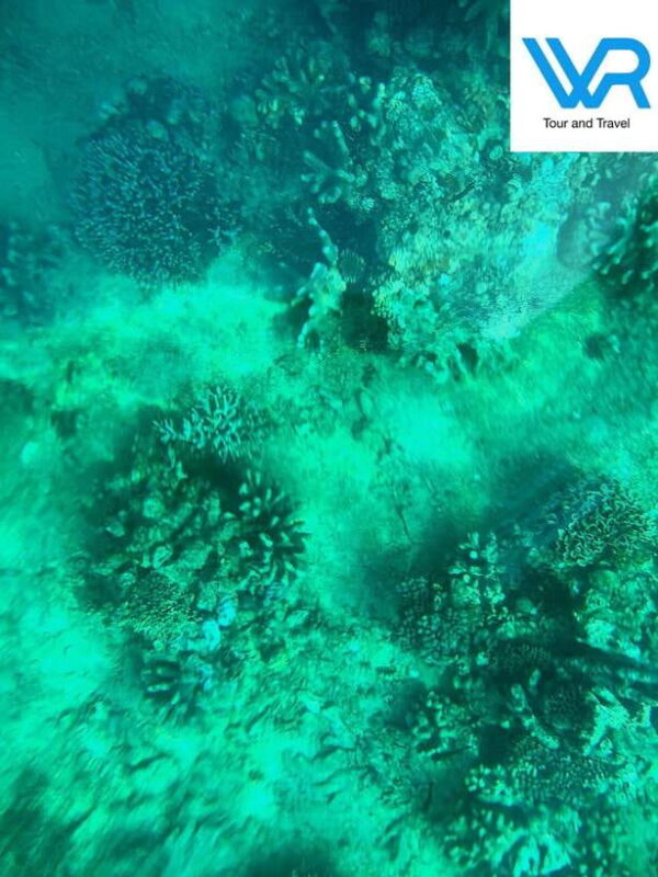 Bali : Lovina Dolphin & Swim, Snorkeling, 2 Destination stop - Key Points