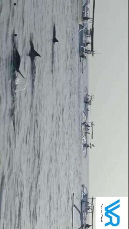 Bali : Lovina Dolphin & Swim, Snorkeling, 2 Destination stop - The Itinerary: What to Expect from Start to Finish